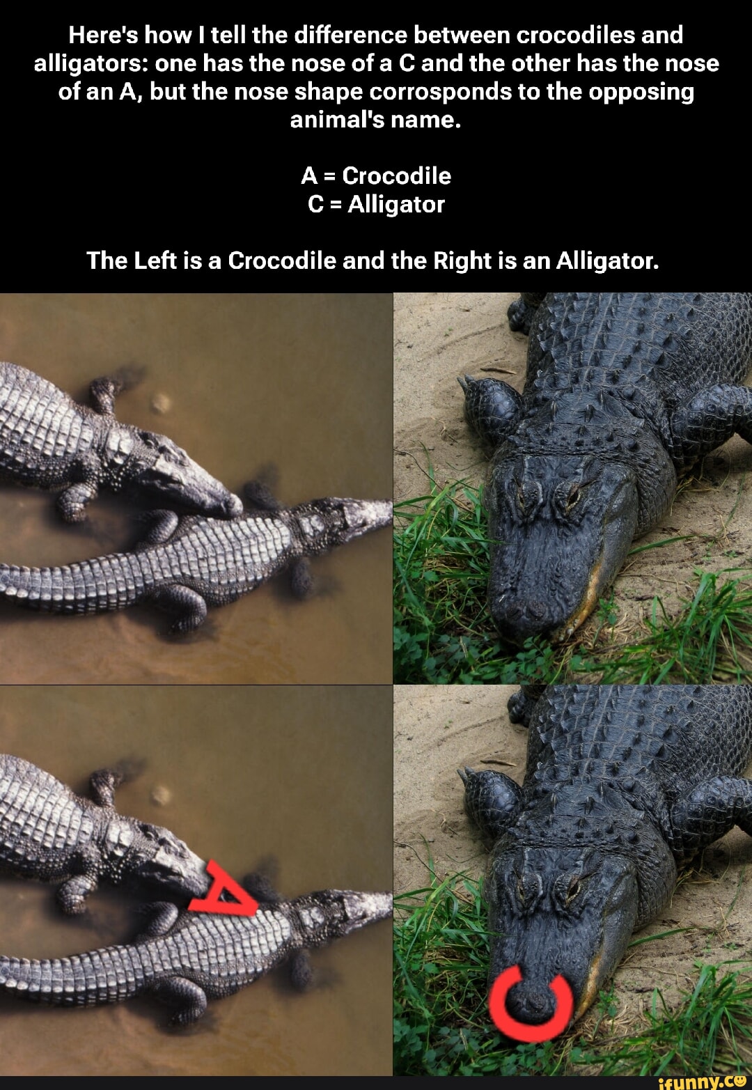 Gators memes. Best Collection of funny Gators pictures on iFunny