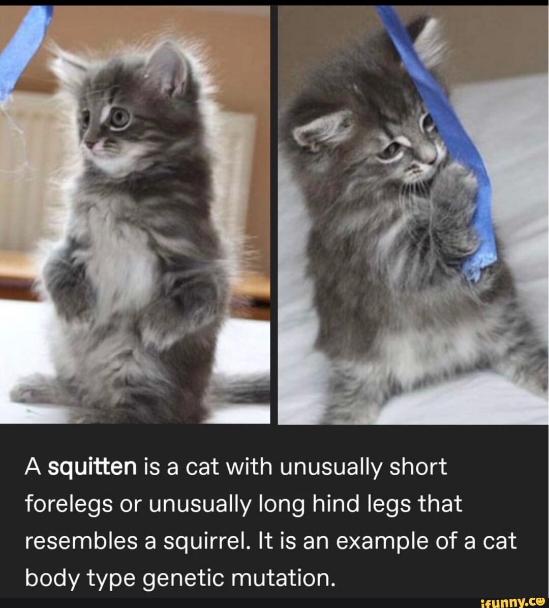 Textpost memes. Best Collection of funny Textpost pictures on iFunny