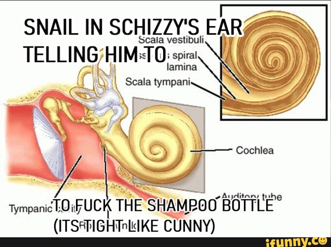 Scala memes. Best Collection of funny Scala pictures on iFunny