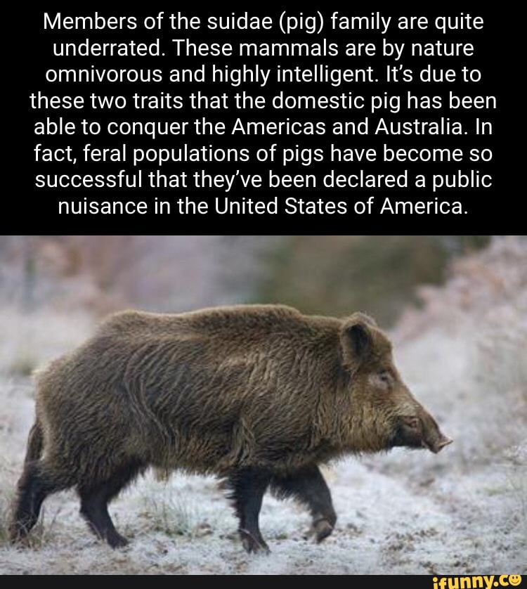 Members of the suidae (pig) family are quite underrated. These mammals ...