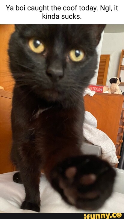 Coof memes. Best Collection of funny Coof pictures on iFunny