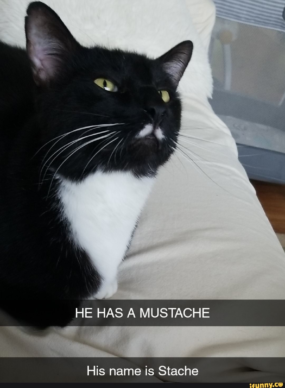 Stache memes. Best Collection of funny Stache pictures on iFunny