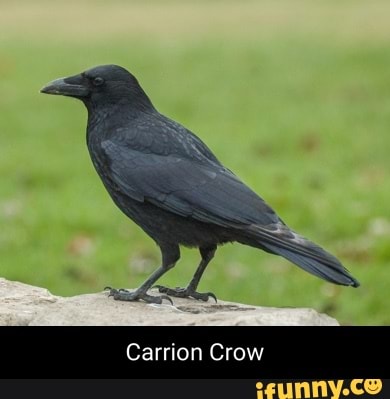 Carrion Crow - iFunny