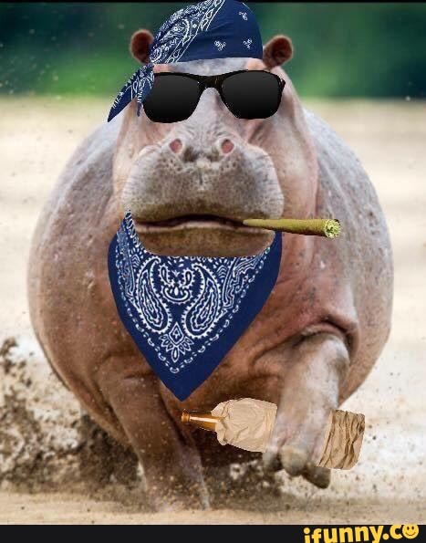 Hippocrip memes. Best Collection of funny Hippocrip pictures on iFunny