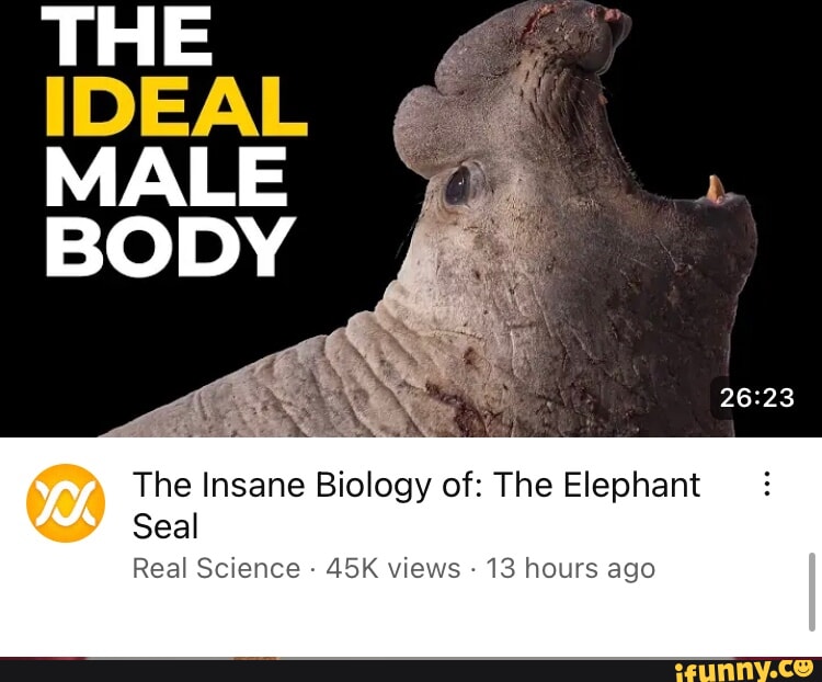 Elephant memes. Best Collection of funny Elephant pictures on iFunny