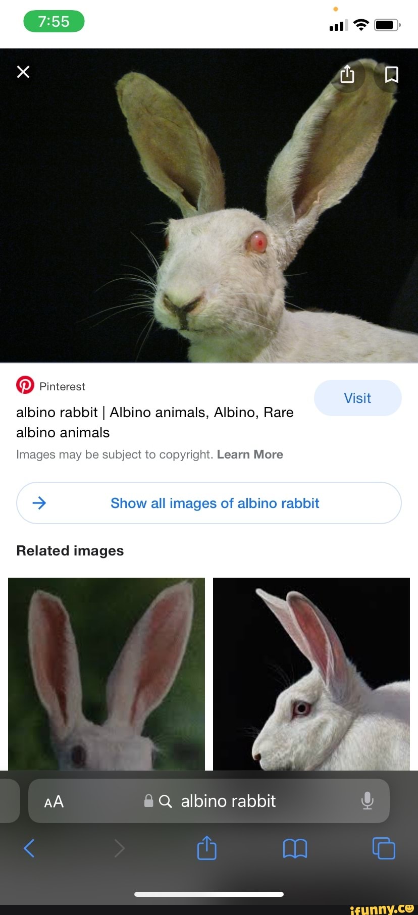 Pinterest albino rabbit I Albino animals, Albino, Rare albino animals ...