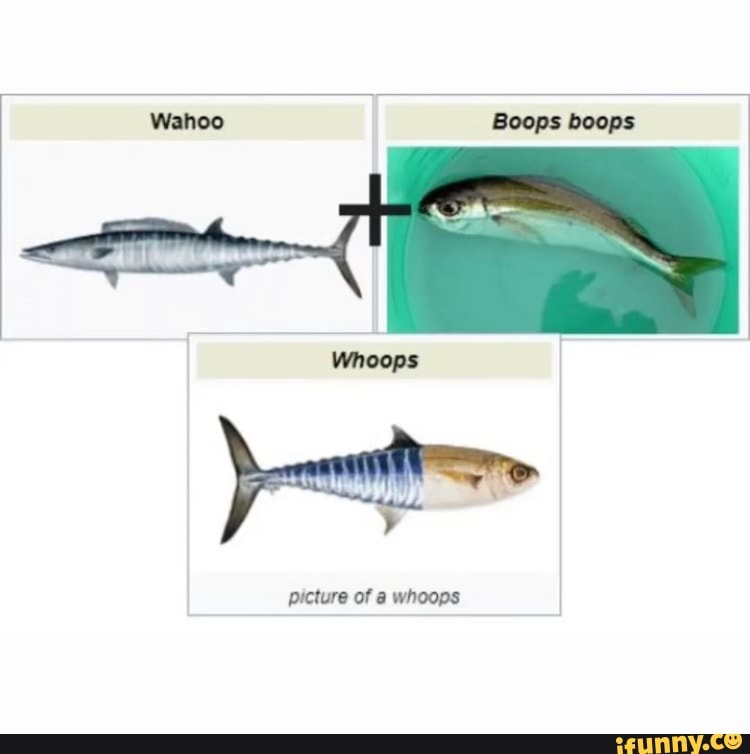 Wahoo Boops boops Whoops picture of a whoops - iFunny