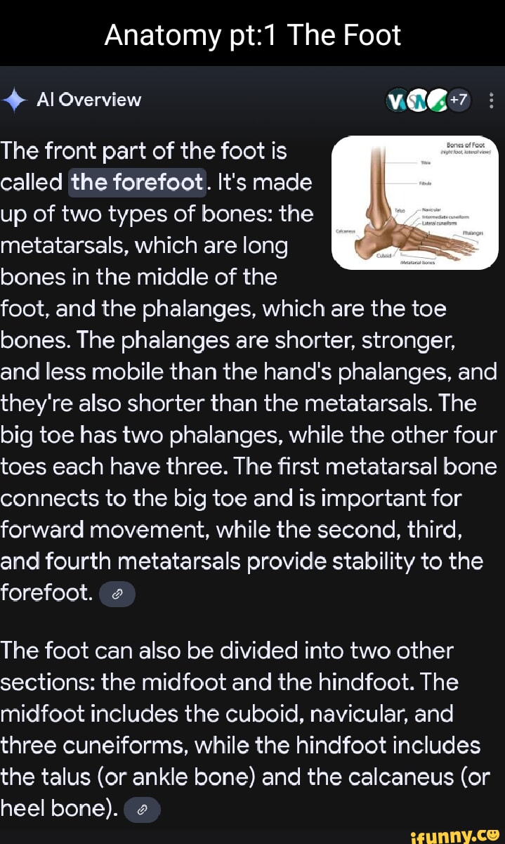 Anatomy The Foot Al Overview : The front part of the foot is called the ...