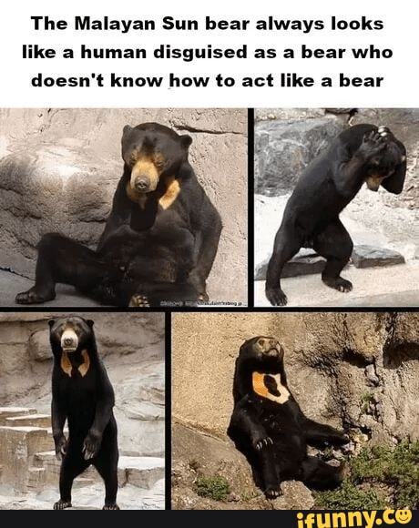 The Malayan Sun bear always looks like a human disguised as a bear who ...