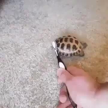 Turtle gets shell scratching from tooth brush - )
