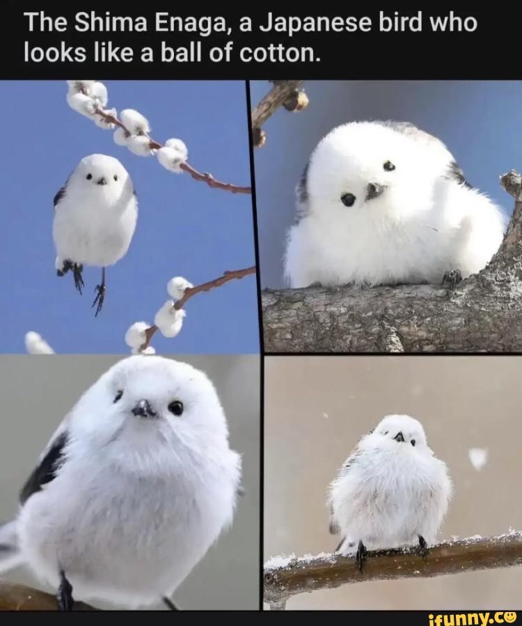 The Shima Enaga, a Japanese bird who looks like a ball of cotton. - iFunny