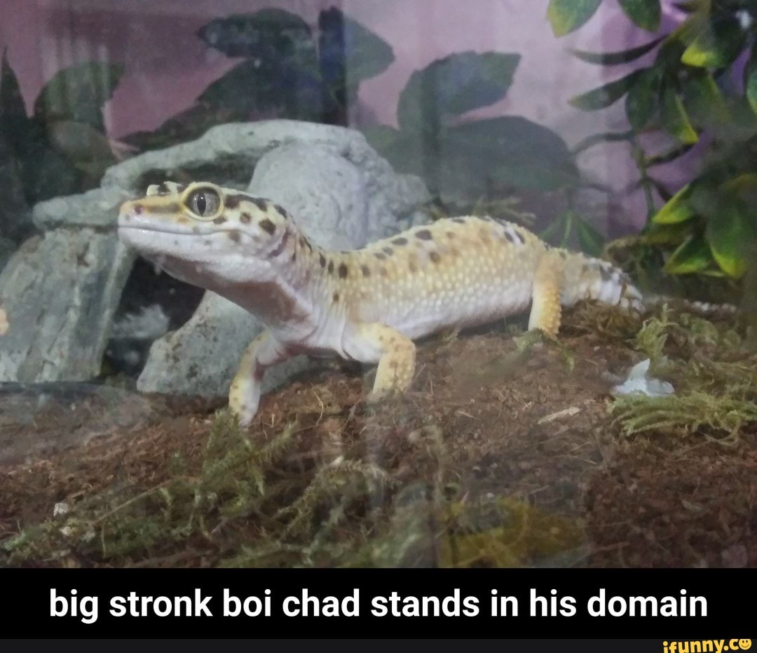 Big stronk boi chad stands in his domain - big stronk boi chad stands ...