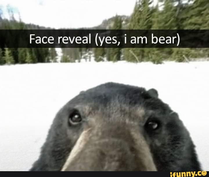 Face reveal (yes, i am bear) - iFunny