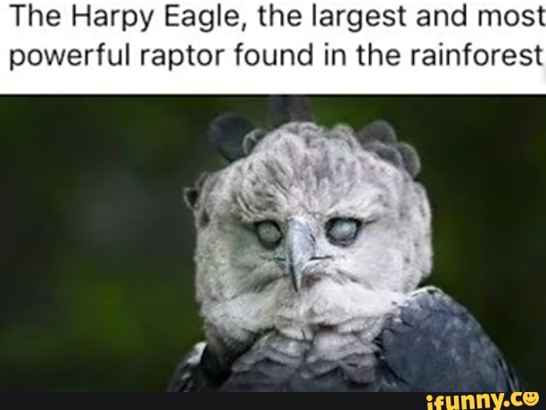 The Harpy Eagle, the largest and most powerful raptor found in the ...