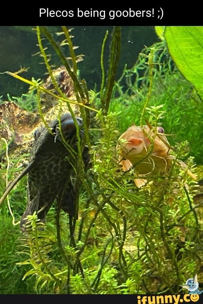 Plecos memes. Best Collection of funny Plecos pictures on iFunny