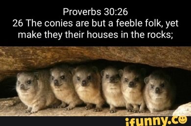Proverbs 26 The conies are but a feeble folk, yet make they their ...