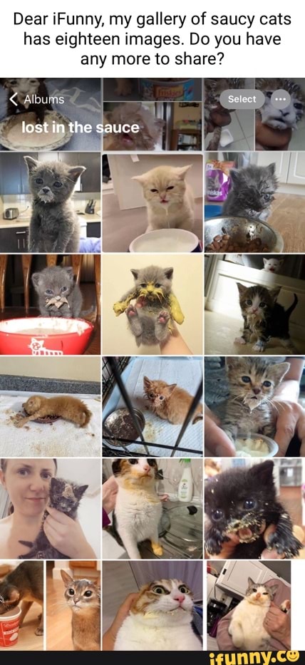 Dear iFunny, my gallery of saucy cats has eighteen images. Do you have ...
