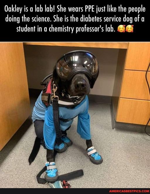 Oakley is lab lab! She wears PPE just like the people doing the science ...