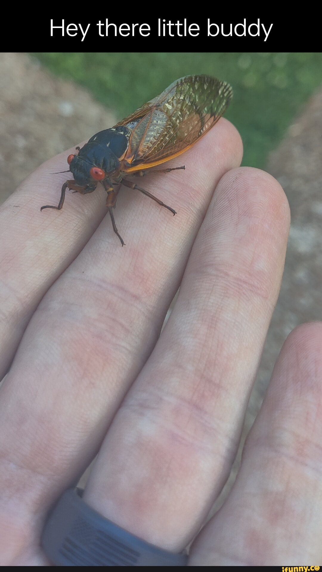 Cicadas memes. Best Collection of funny Cicadas pictures on iFunny