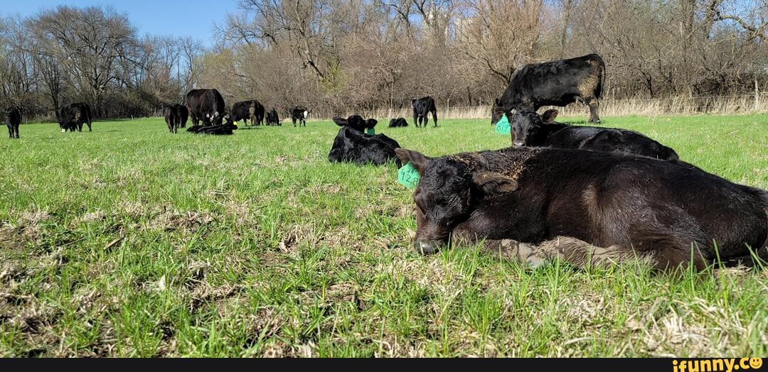 Calving_season memes. Best Collection of funny Calving_season pictures ...