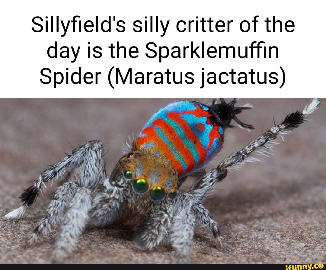 Sillyfield's silly critter of the day is the Sparklemuffin Spider ...