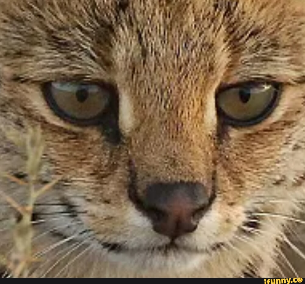 Serval memes. Best Collection of funny Serval pictures on iFunny
