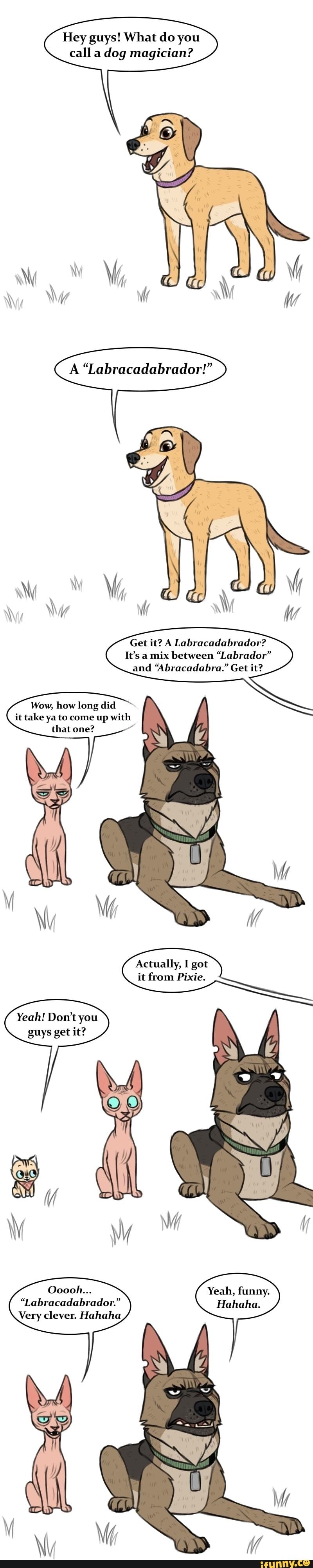 Labracadabrador memes. Best Collection of funny Labracadabrador ...