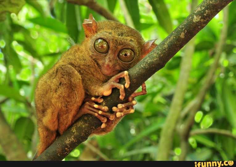 Tarsier memes. Best Collection of funny Tarsier pictures on iFunny