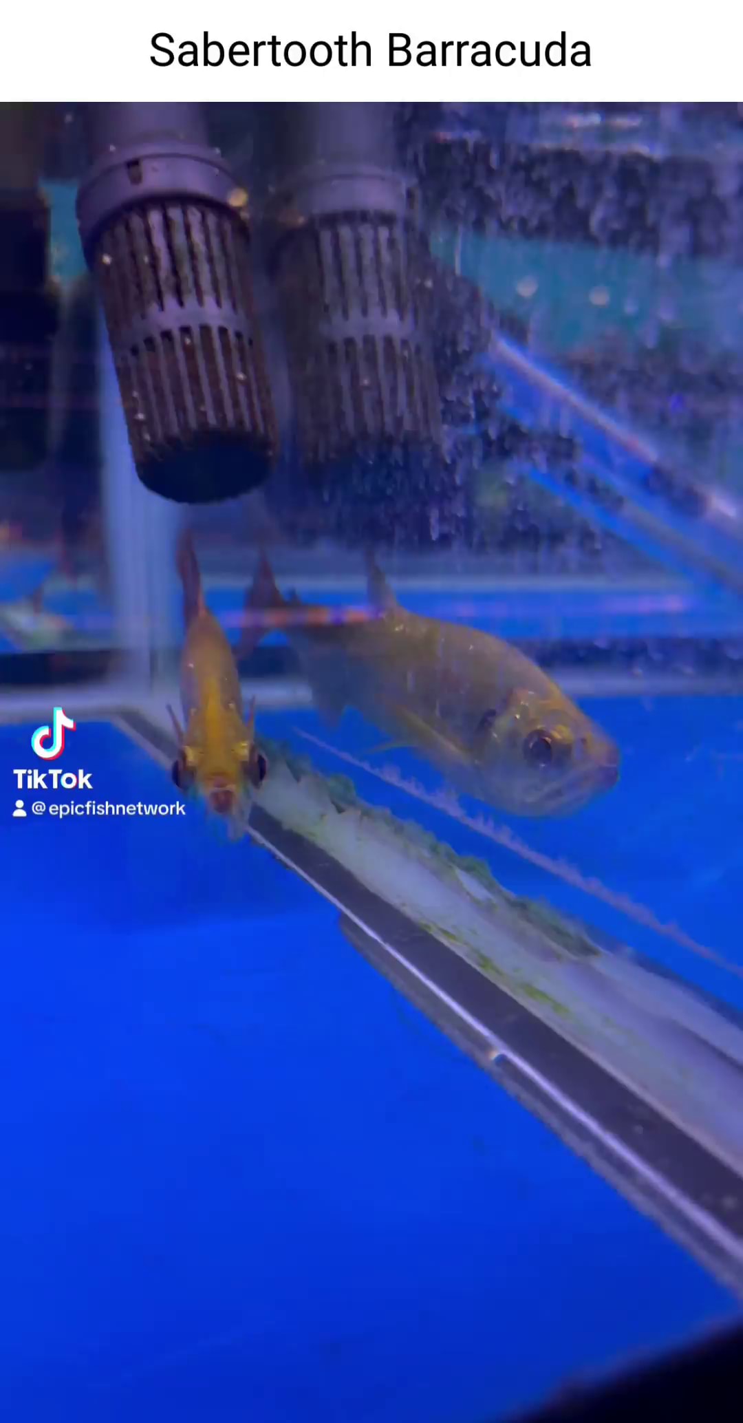 Saber Tooth Barracuda