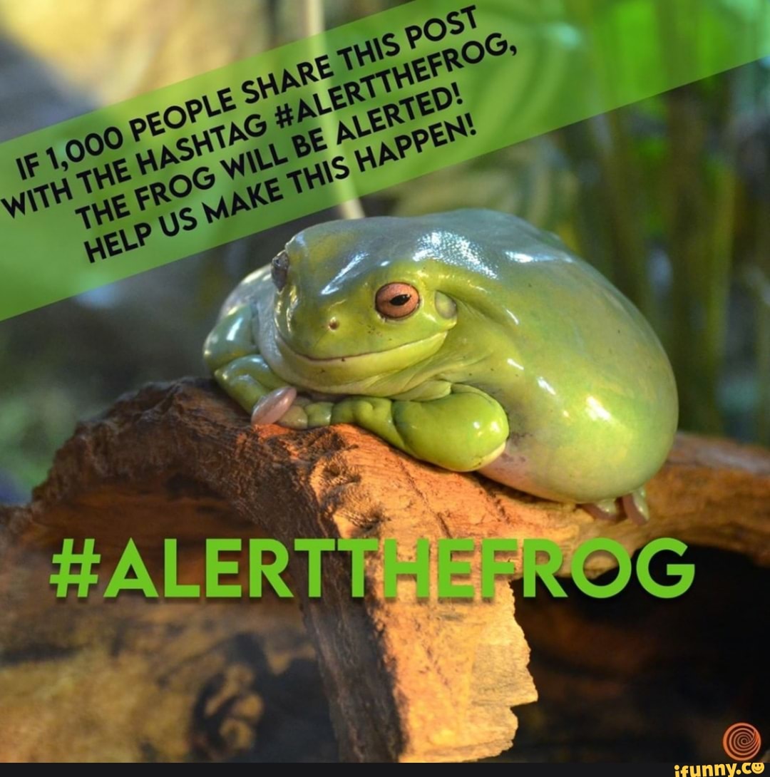 Alertthefrog memes. Best Collection of funny Alertthefrog pictures on ...