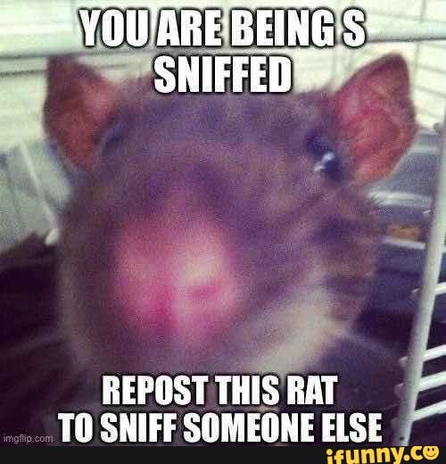 Sniffed memes. Best Collection of funny Sniffed pictures on iFunny