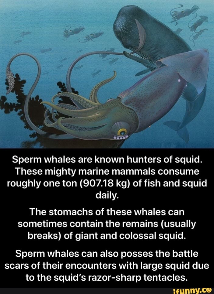 Sperm Whale With Giant Squid Marks