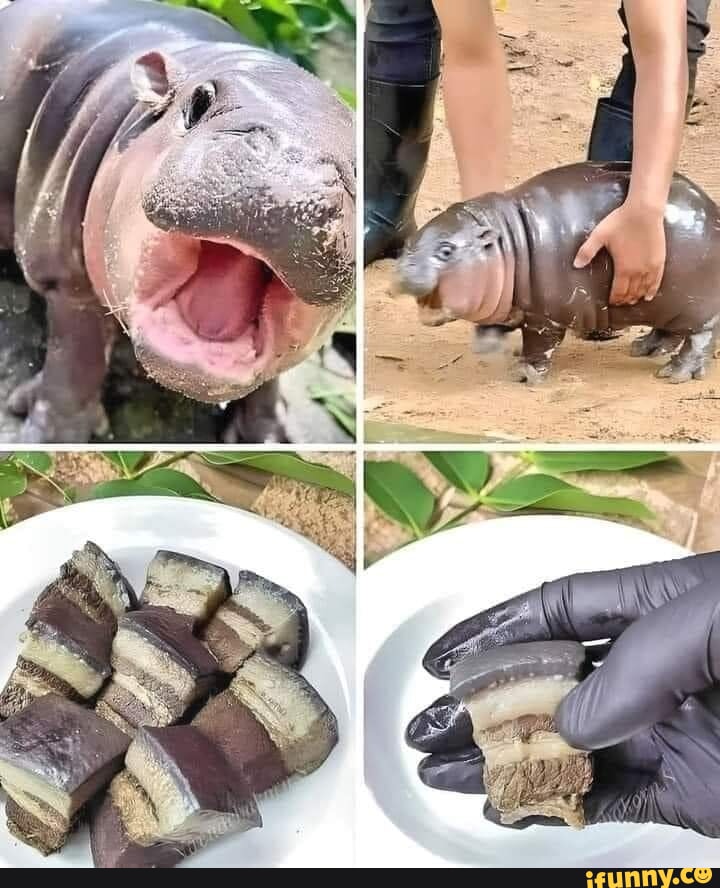 Moses: *parts the red sea* [later] fish's boss: why were u late fish ...