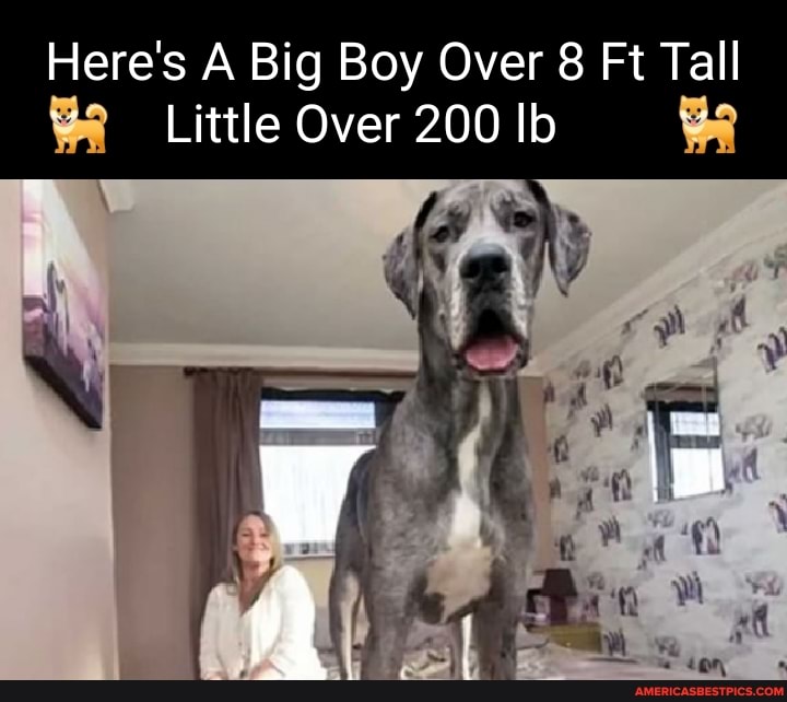 Here's A Big Boy Over 8 Ft Tall Little Over 200 Ib if - America’s best ...