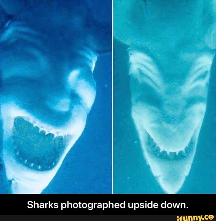 Sharks photographed upside down. - Sharks photographed upside down. - iFunny
