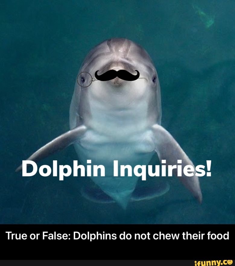 Dolphininquiries memes. Best Collection of funny Dolphininquiries ...