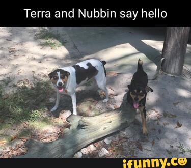 Nubbin memes. Best Collection of funny Nubbin pictures on iFunny