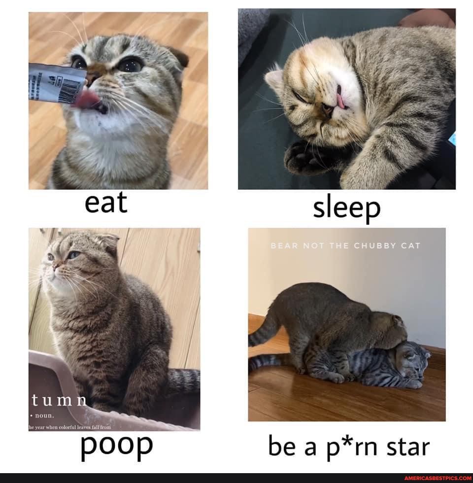 Sleep tum poop be a p*rn star - America’s best pics and videos