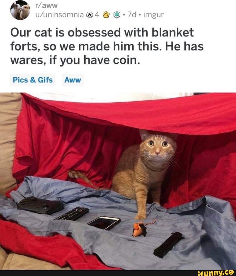 @4 imgur Our cat is obsessed with blanket forts, so we made him this ...