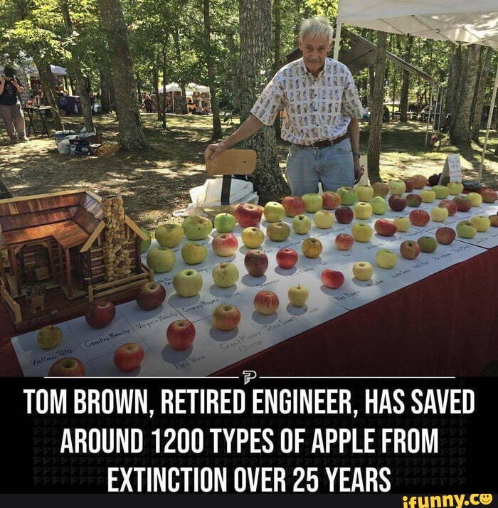 TOM BROWN, RETIRED ENGINEER, HAS SAVED AROUND 1200 TYPES OF APPLE FROM ...