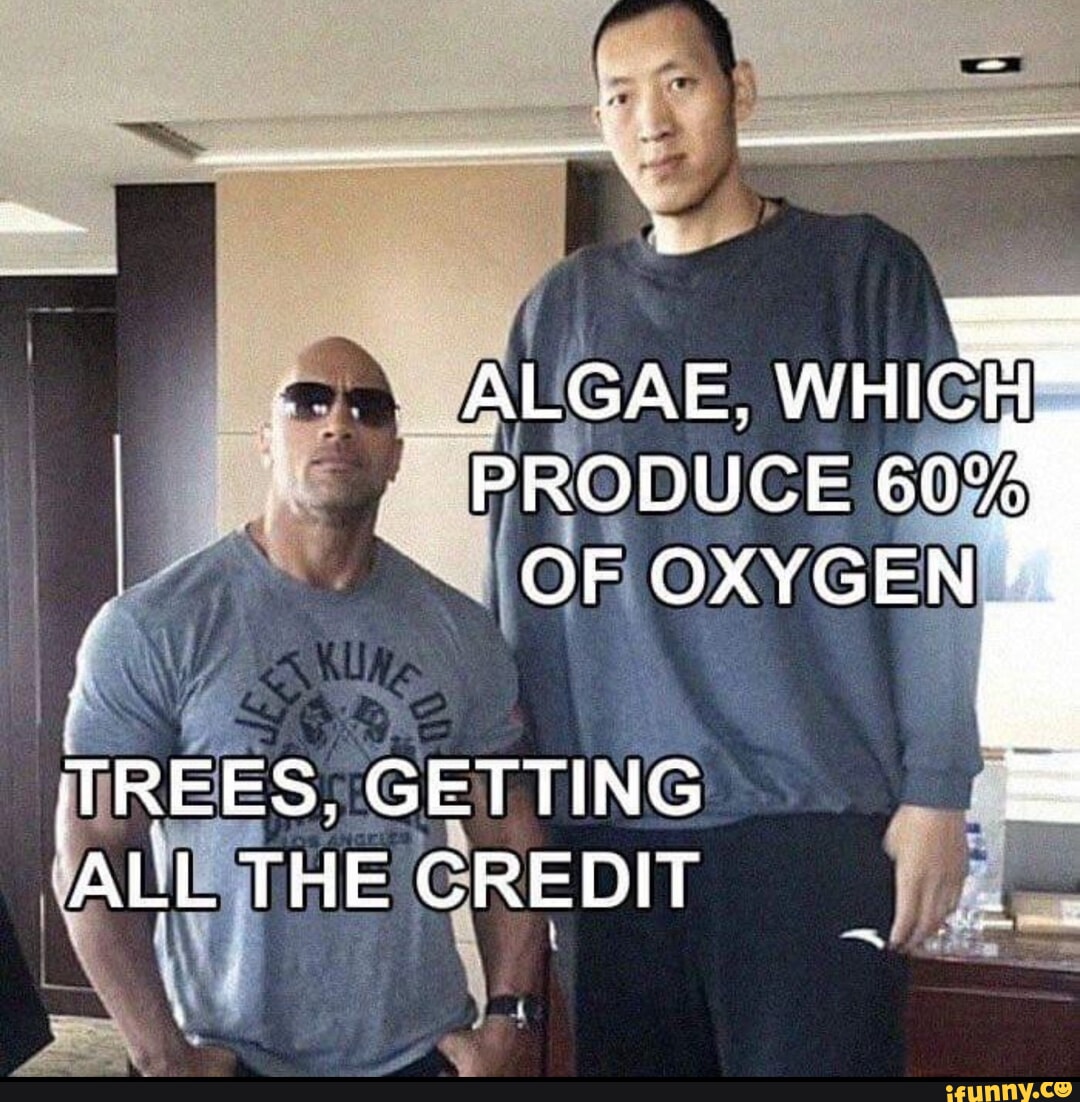 Algae memes. Best Collection of funny Algae pictures on iFunny