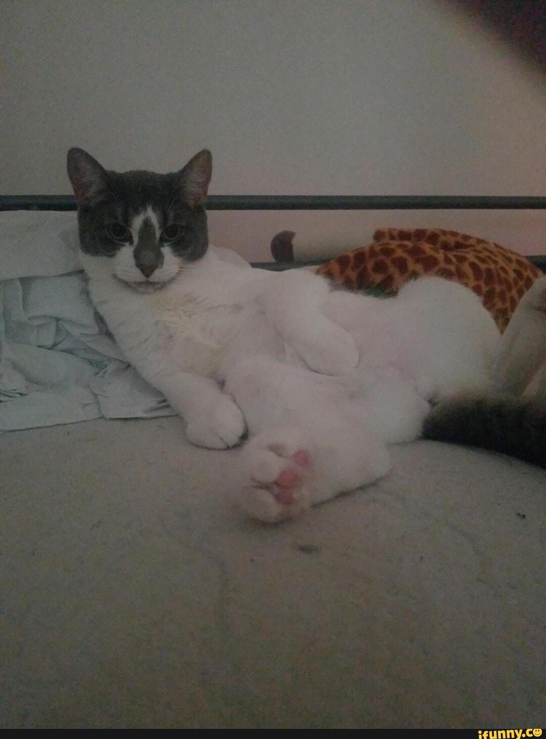 Baws memes. Best Collection of funny Baws pictures on iFunny