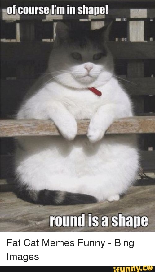 Course in shape! round is a shape Fat Cat Memes Funny - Bing Images ...