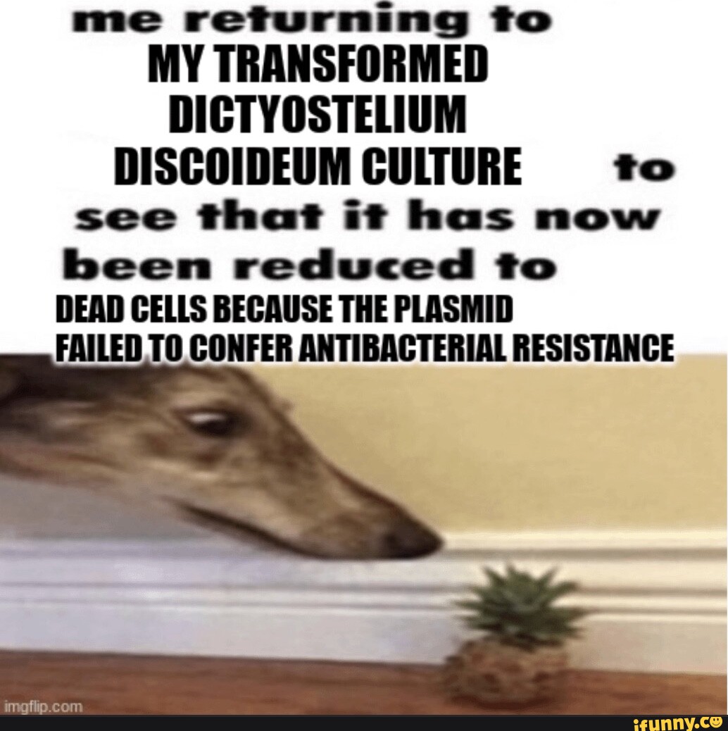 Plasmid memes. Best Collection of funny Plasmid pictures on iFunny