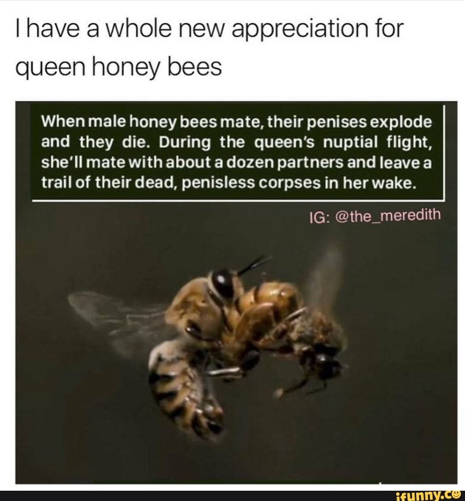 I have a whole new appreciation for queen honey bees When male honey ...