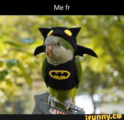 Parakeets memes. Best Collection of funny Parakeets pictures on iFunny