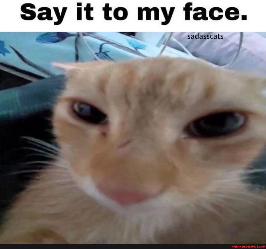 Cmon say it - - - #meme #memes #cat #cats #catmeme #catmemes #sadcat # ...