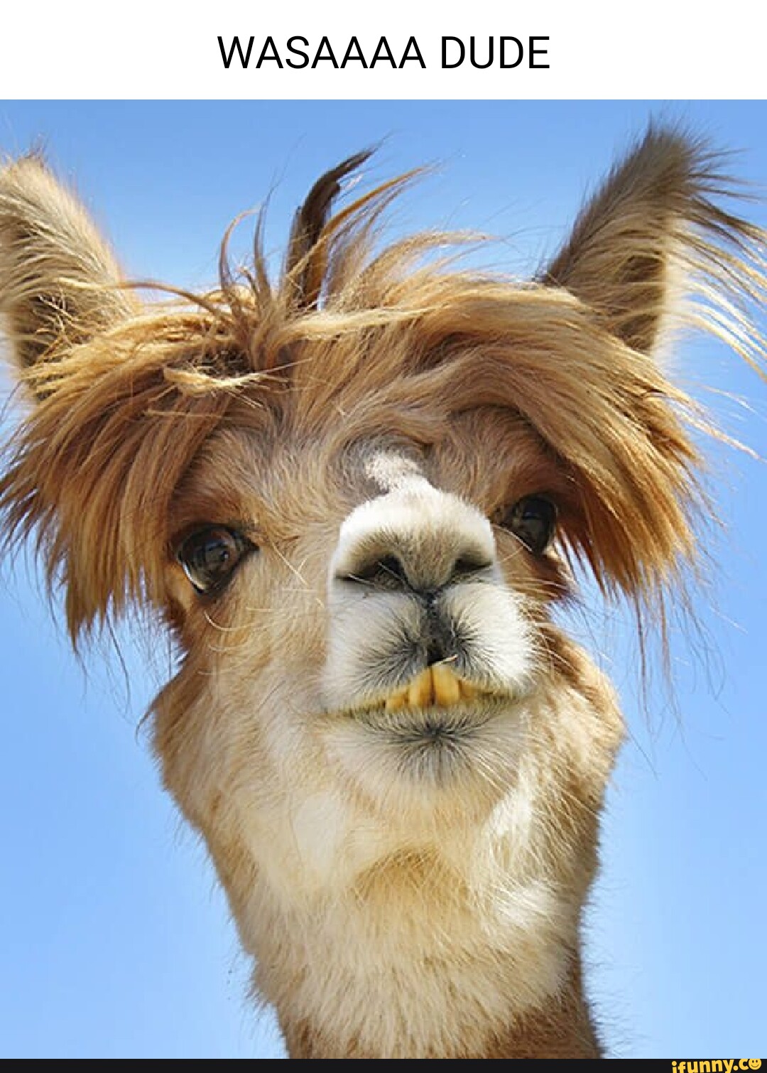 Wasaaaa memes. Best Collection of funny Wasaaaa pictures on iFunny