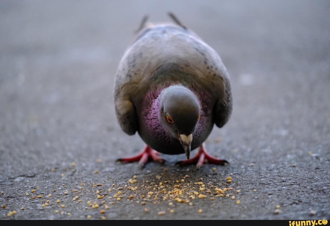 Pidge memes. Best Collection of funny Pidge pictures on iFunny