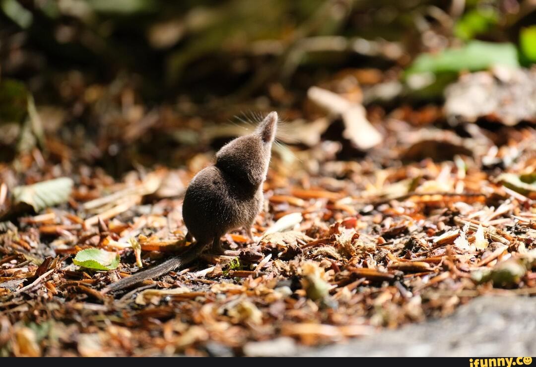 Shrew memes. Best Collection of funny Shrew pictures on iFunny
